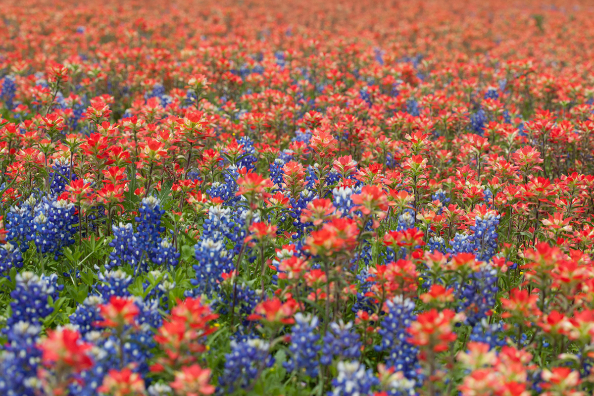 Magical Texas Wildflowers - Lago Mar